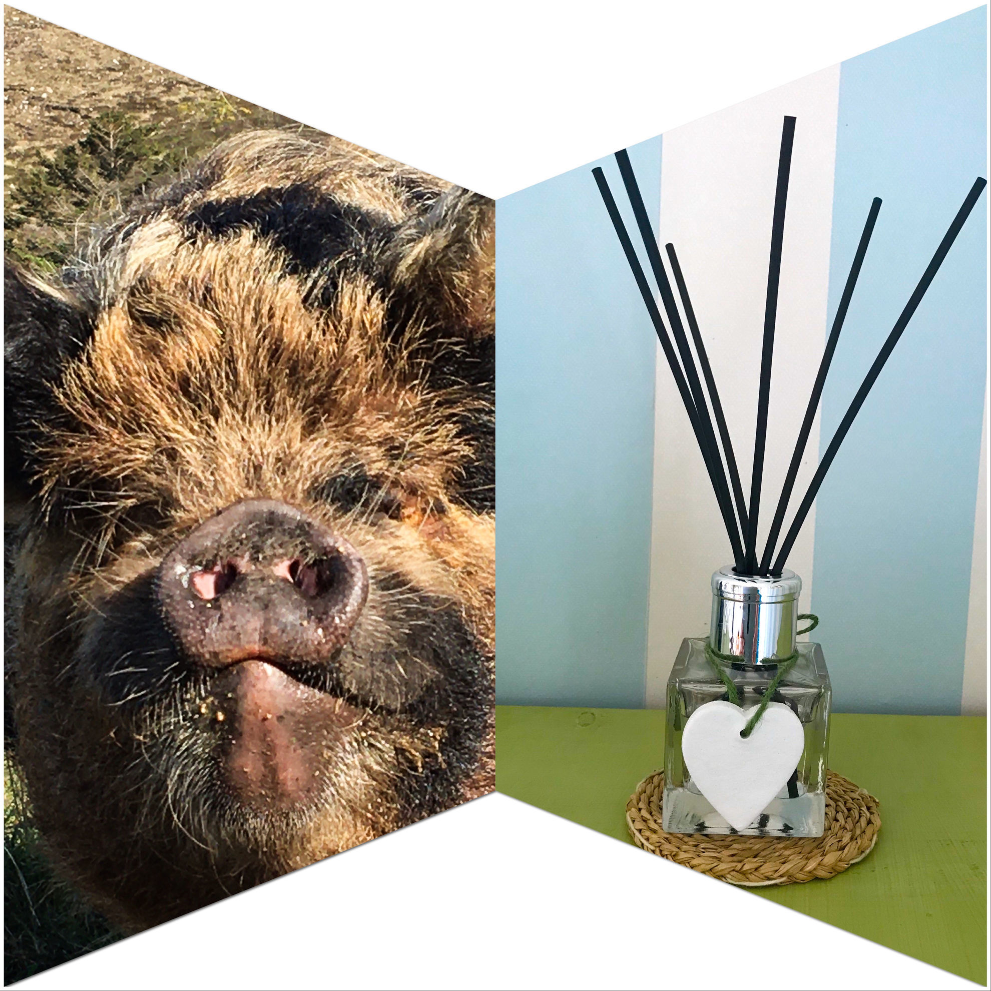 Rose Cottage Croft. Sir Clive Reed Diffuser